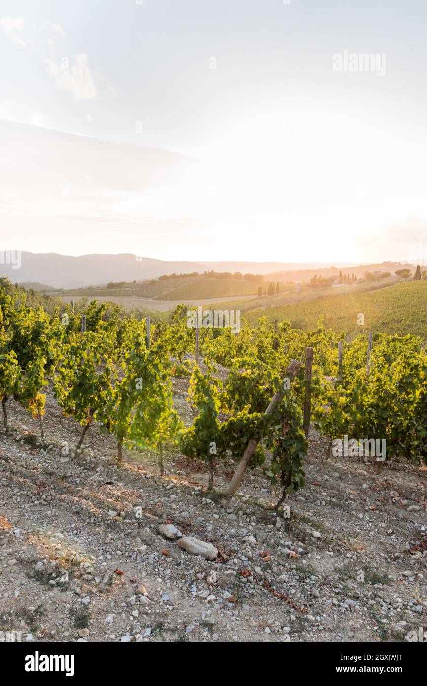 Beautiful scenery of a vine farm in Tuscany, grapevine in the evening ...