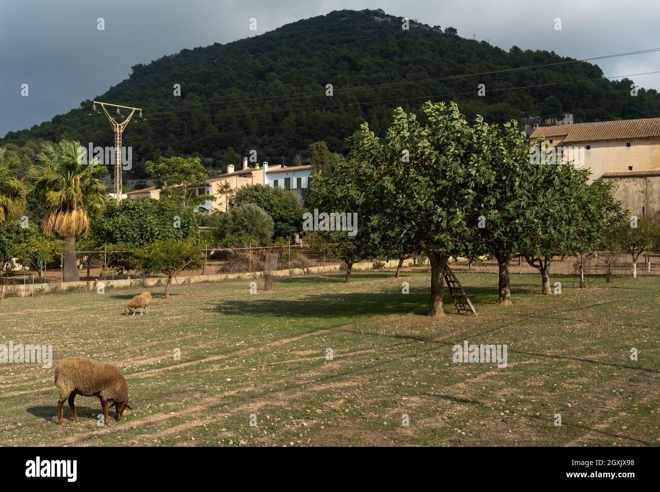 Mallorcan sheep grazing in a fig tree plantation field with the ...