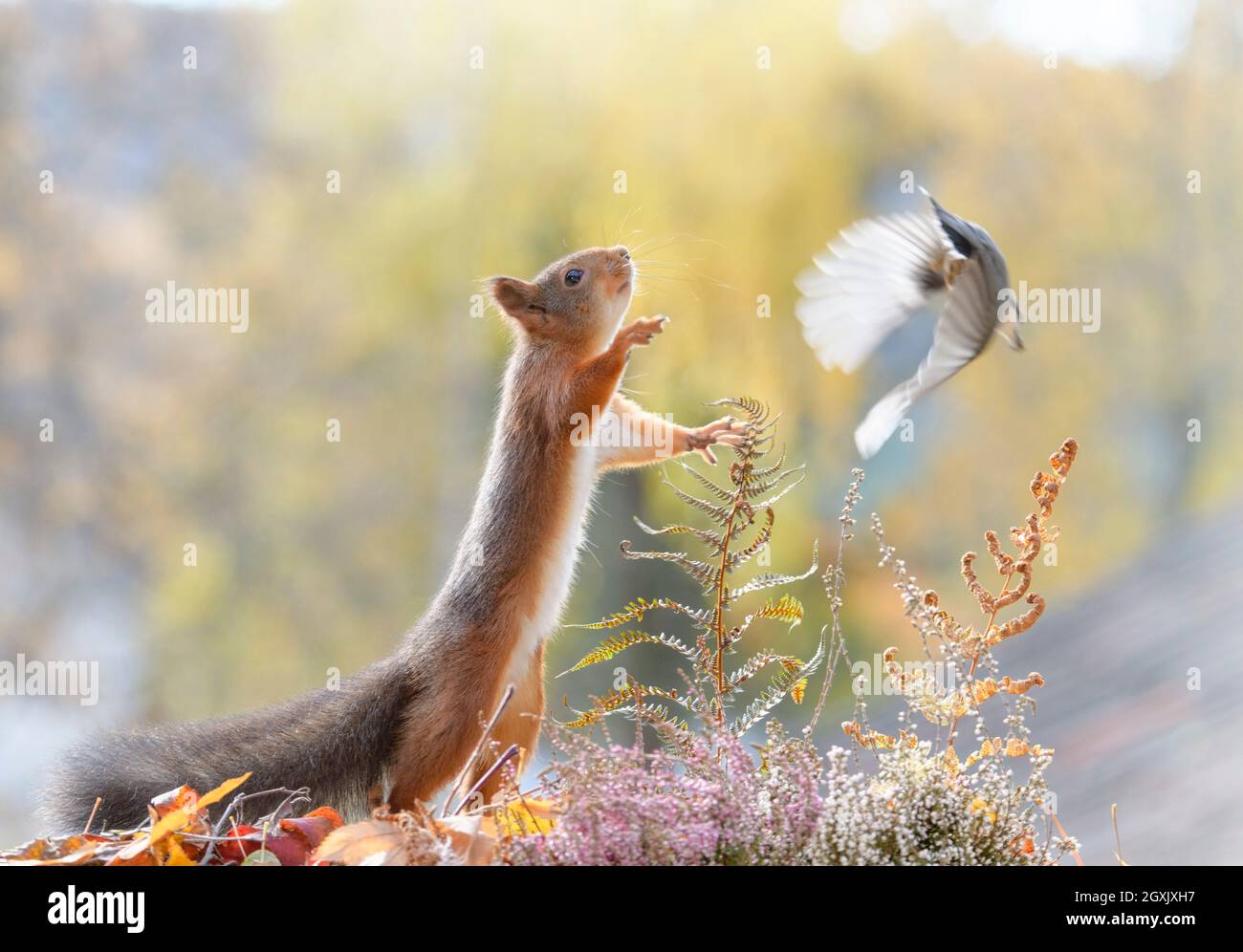Red squirrel is reaching for a leaf hi-res stock photography and images ...