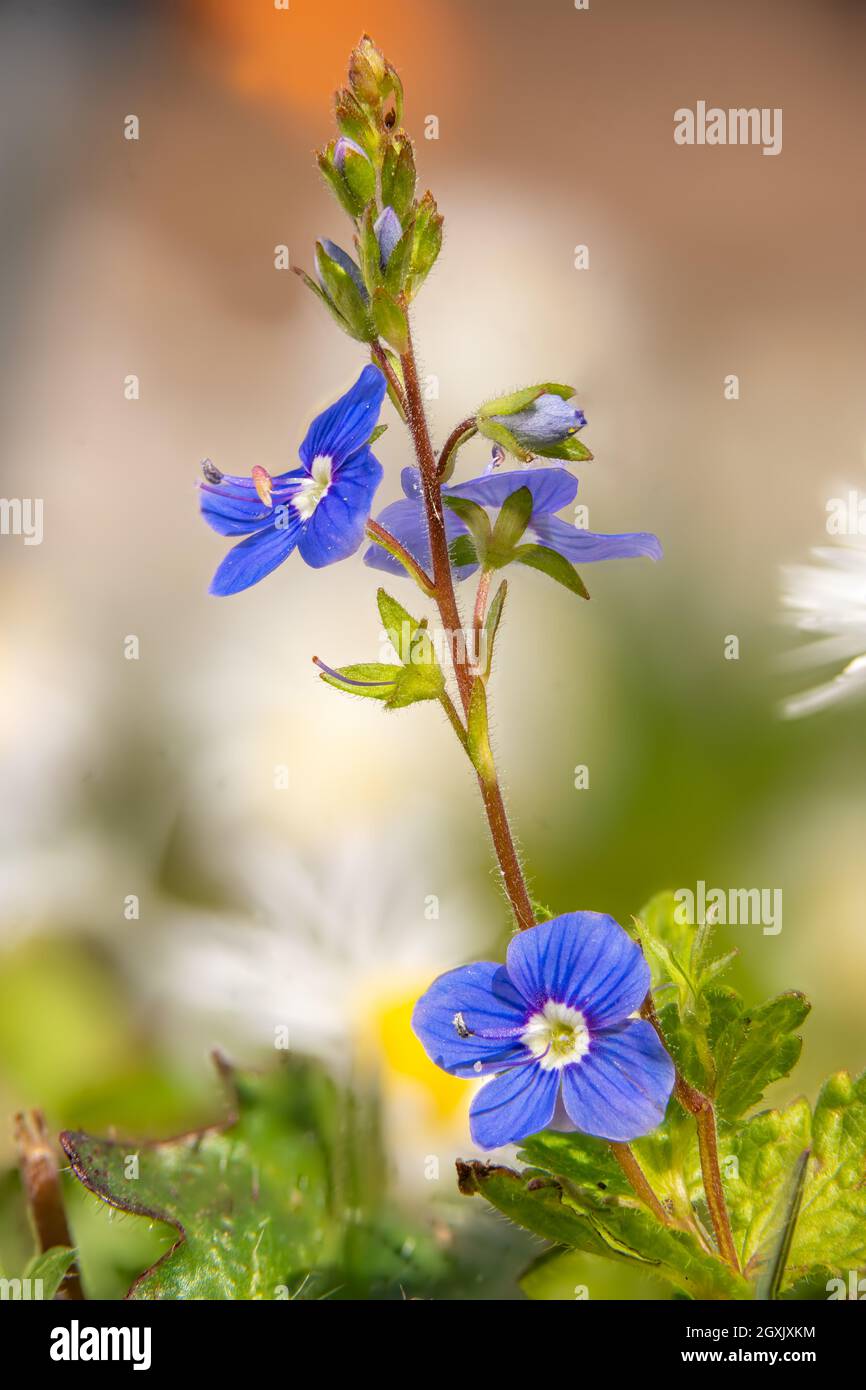 Detail view of the flowers of the Veronica speedwell plant against a ...