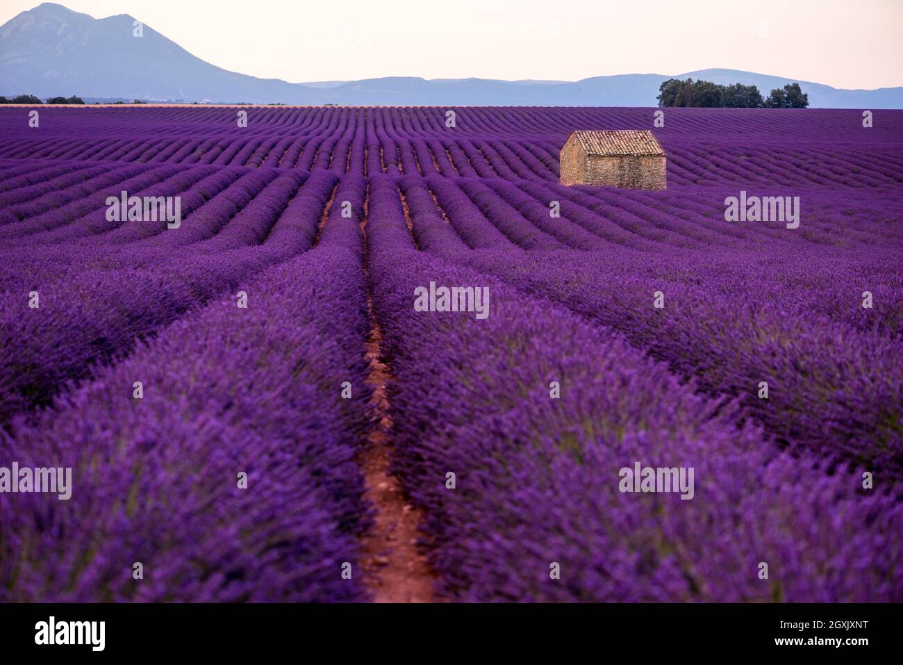 lonely old abandoned stone house at lavender field in summer purple aromatic flowers near ...