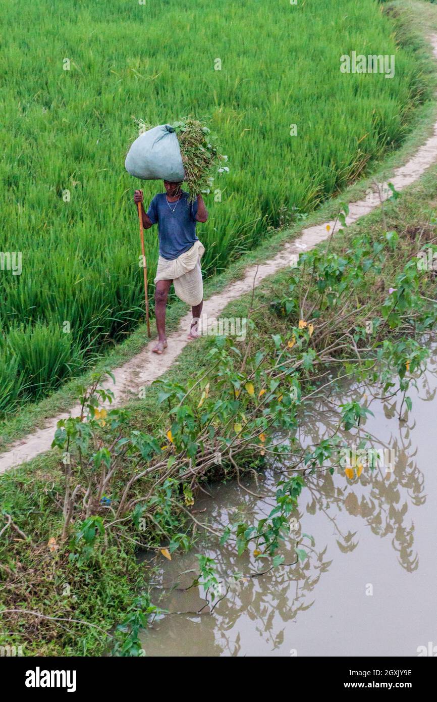 BIHAR STATE, INDIA - OCTOBER 26, 2016: Local peasant crossing paddy ...