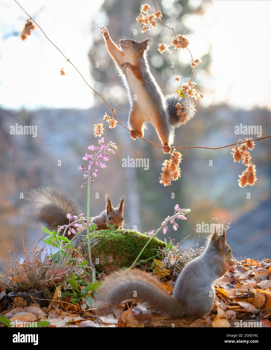 red squirrels reaching on a branch with dried flowers Stock Photo - Alamy