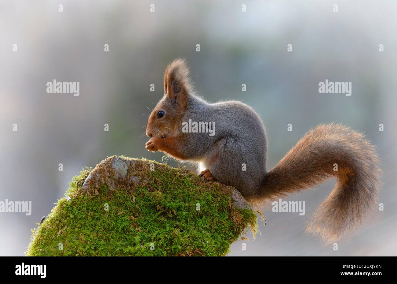 Red squirrel standing on rock with moss hi-res stock photography and ...