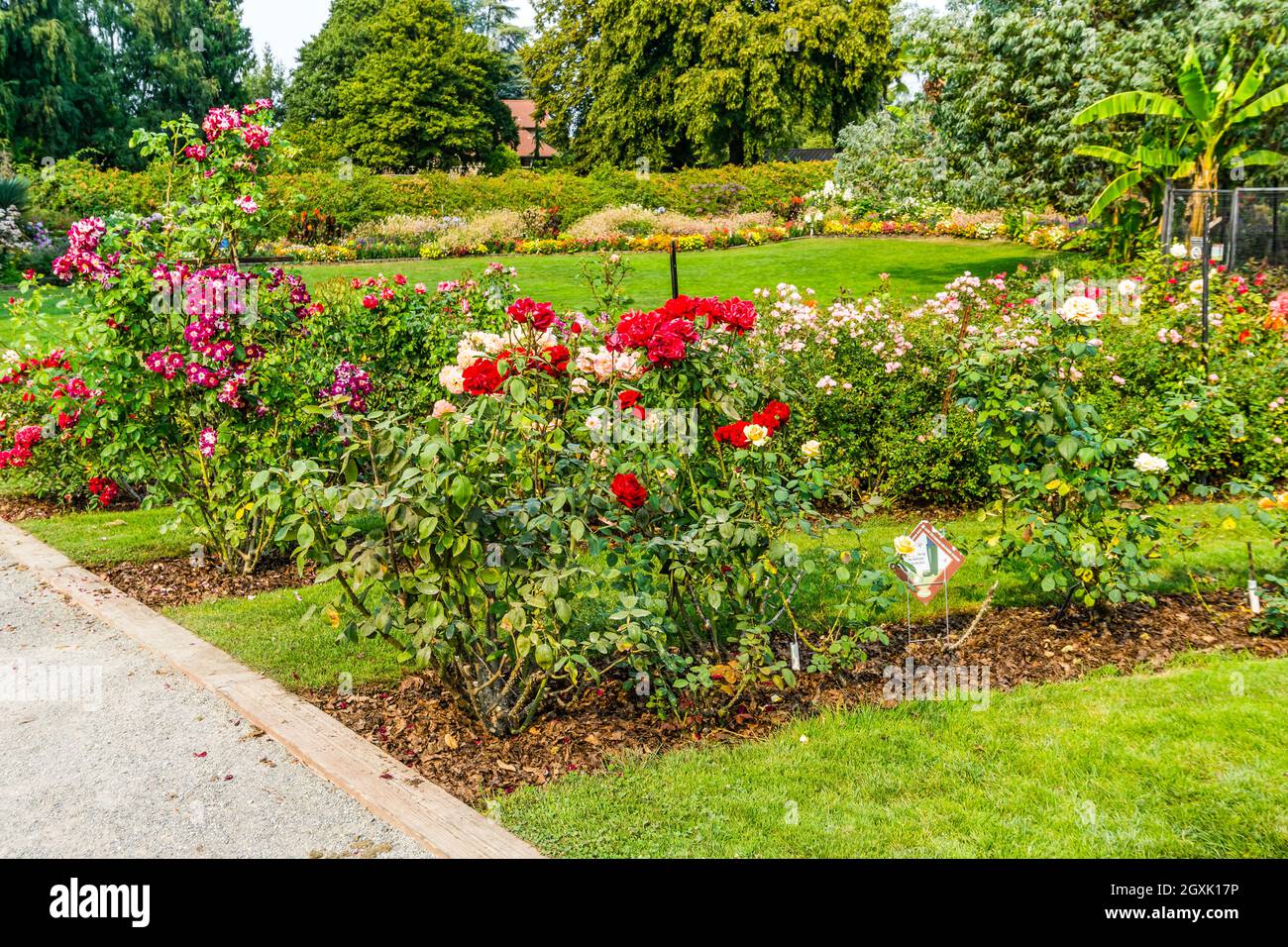 Row of roses at Point Defiance Park in Tacoma, Washington Stock Photo ...
