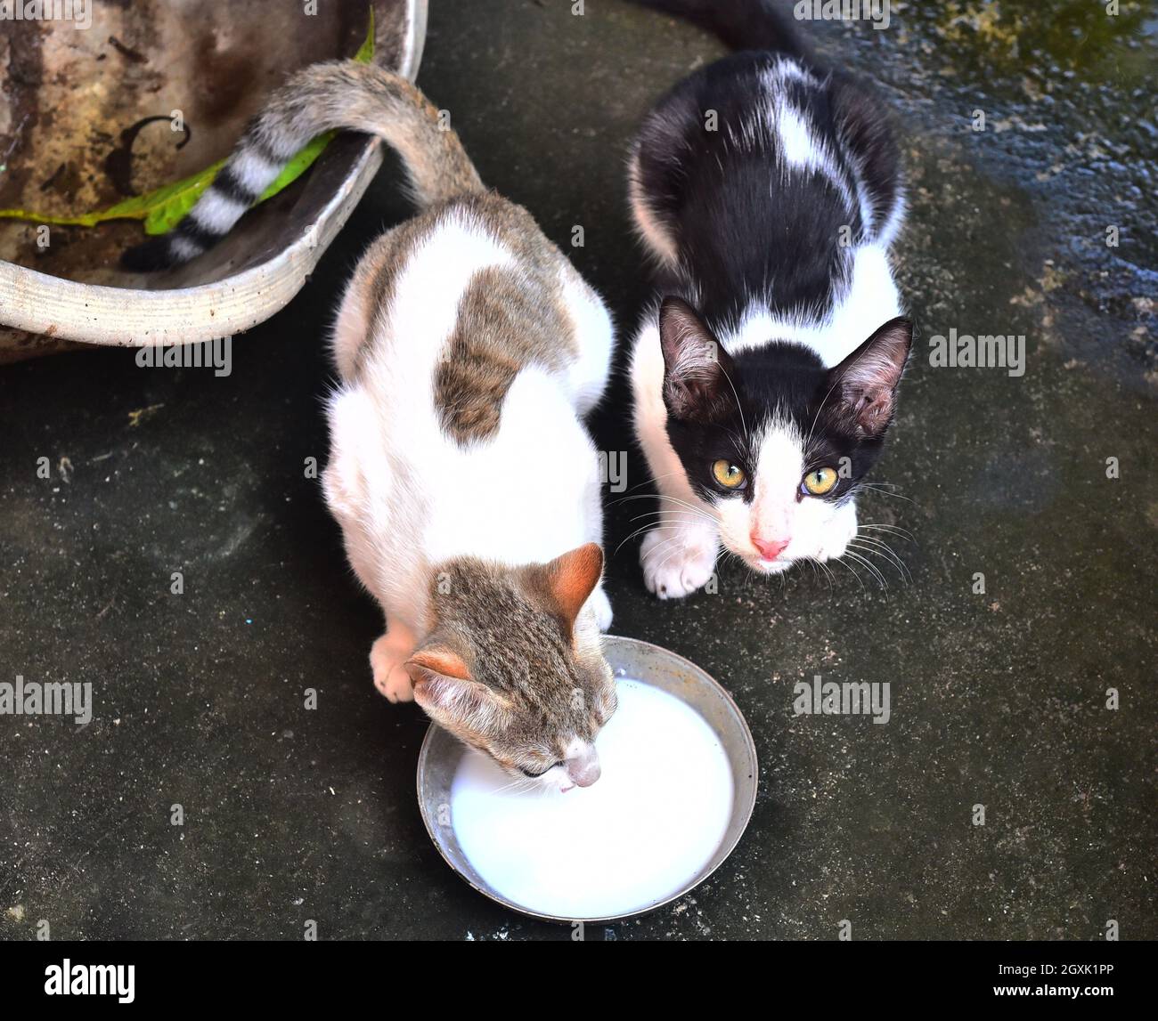 cats drinking milk Stock Photo - Alamy