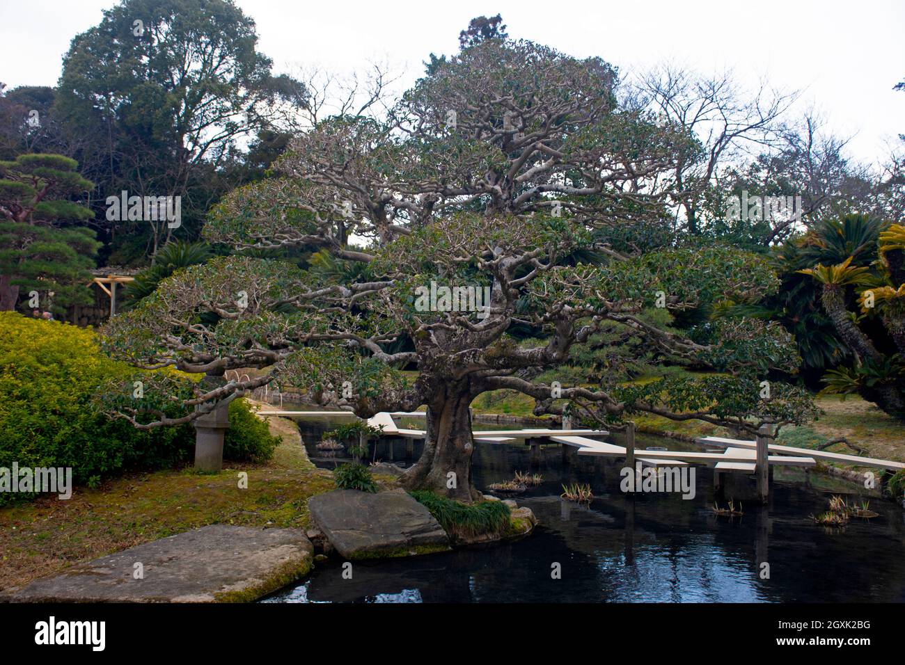 Bonsai tree in a Japanese garden, Okayama, Japan Stock Photo - Alamy