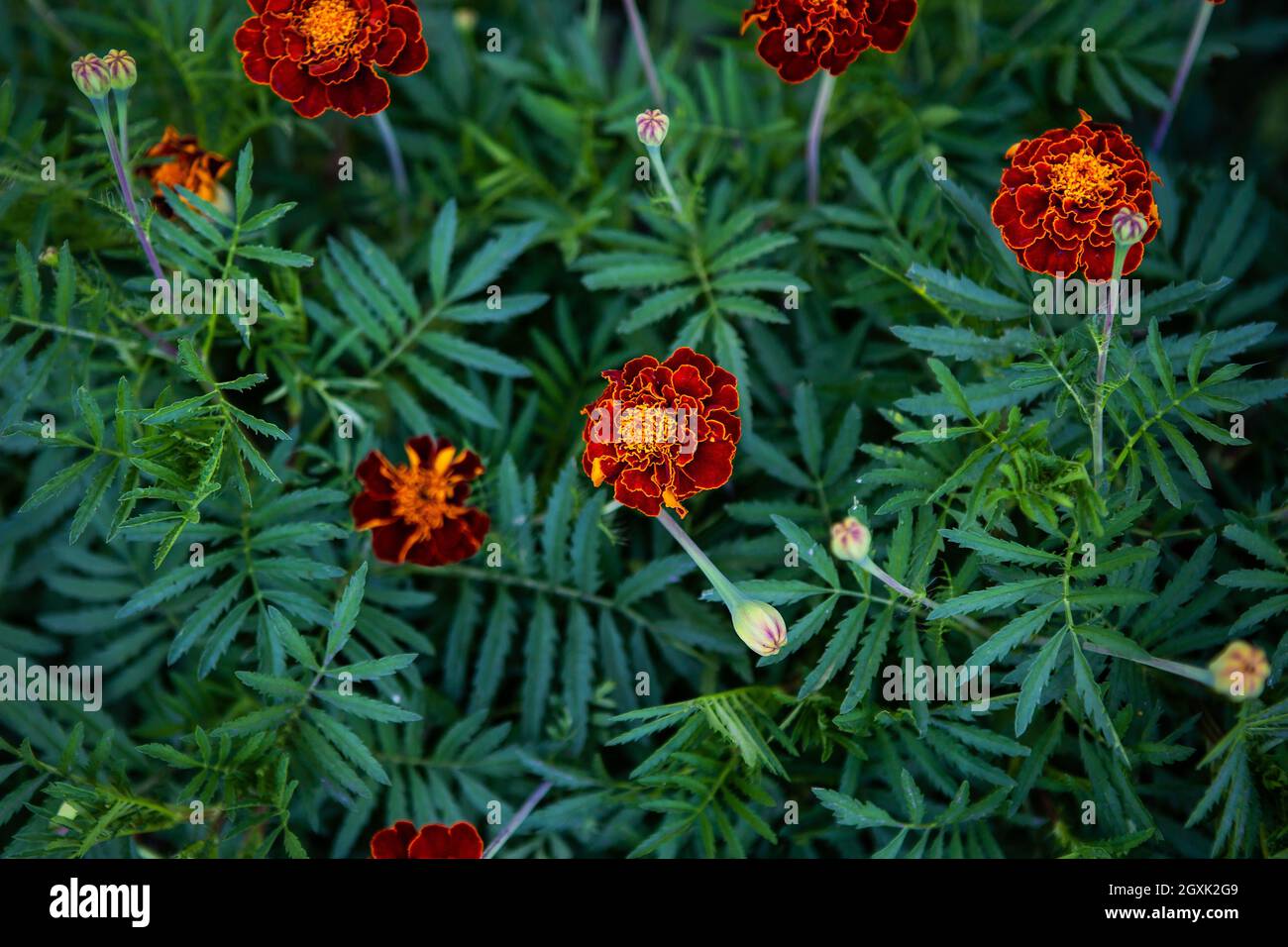 Marigold. Very beautiful bright multi-colored flowers. Close-up Stock ...