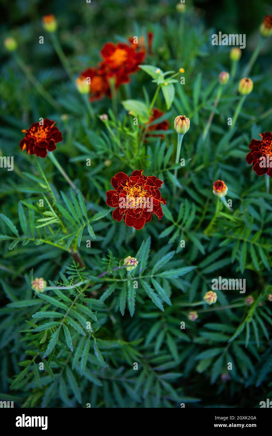 Marigold. Very beautiful bright multi-colored flowers. Close-up Stock ...
