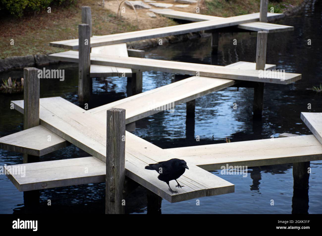 Japanese carrion crow, Corvus corone, Okayama, Japan Stock Photo - Alamy