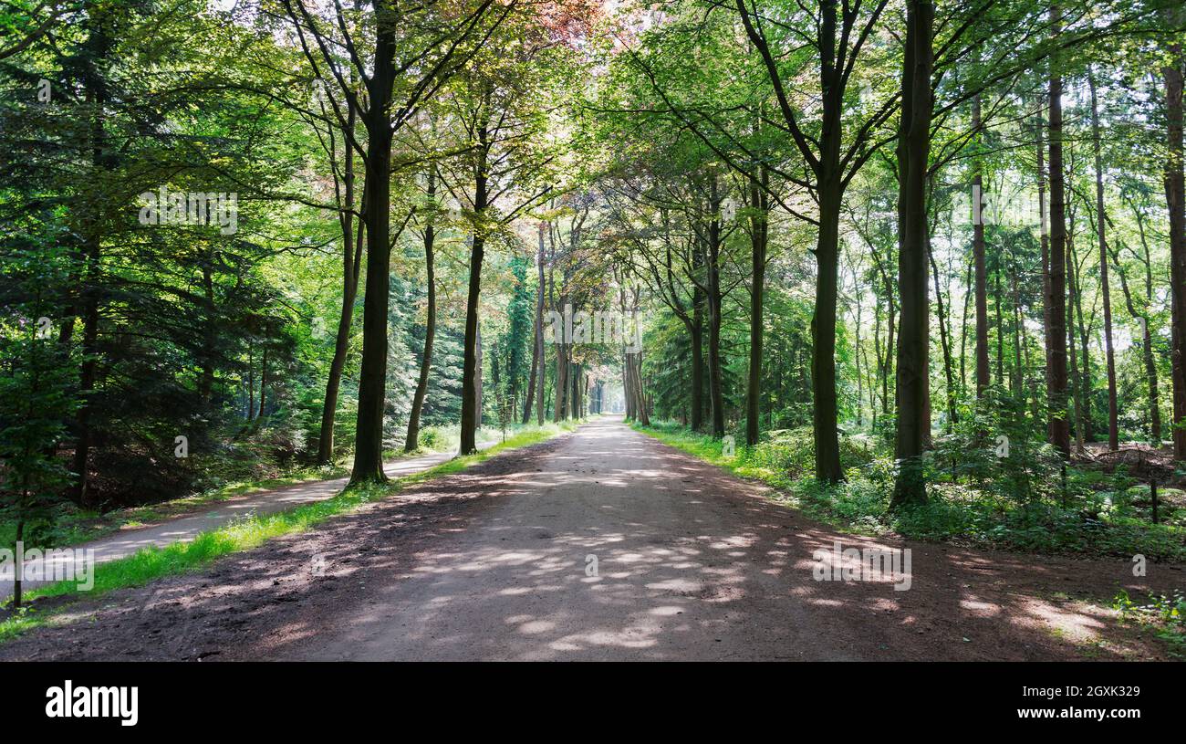 forest lane foothpath in Holland Stock Photo - Alamy