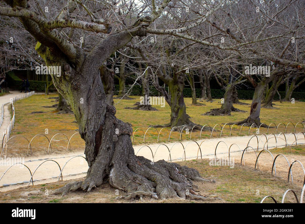 Twisted trunk of trees in the Ujo Park, Okayama, Japan Stock Photo - Alamy