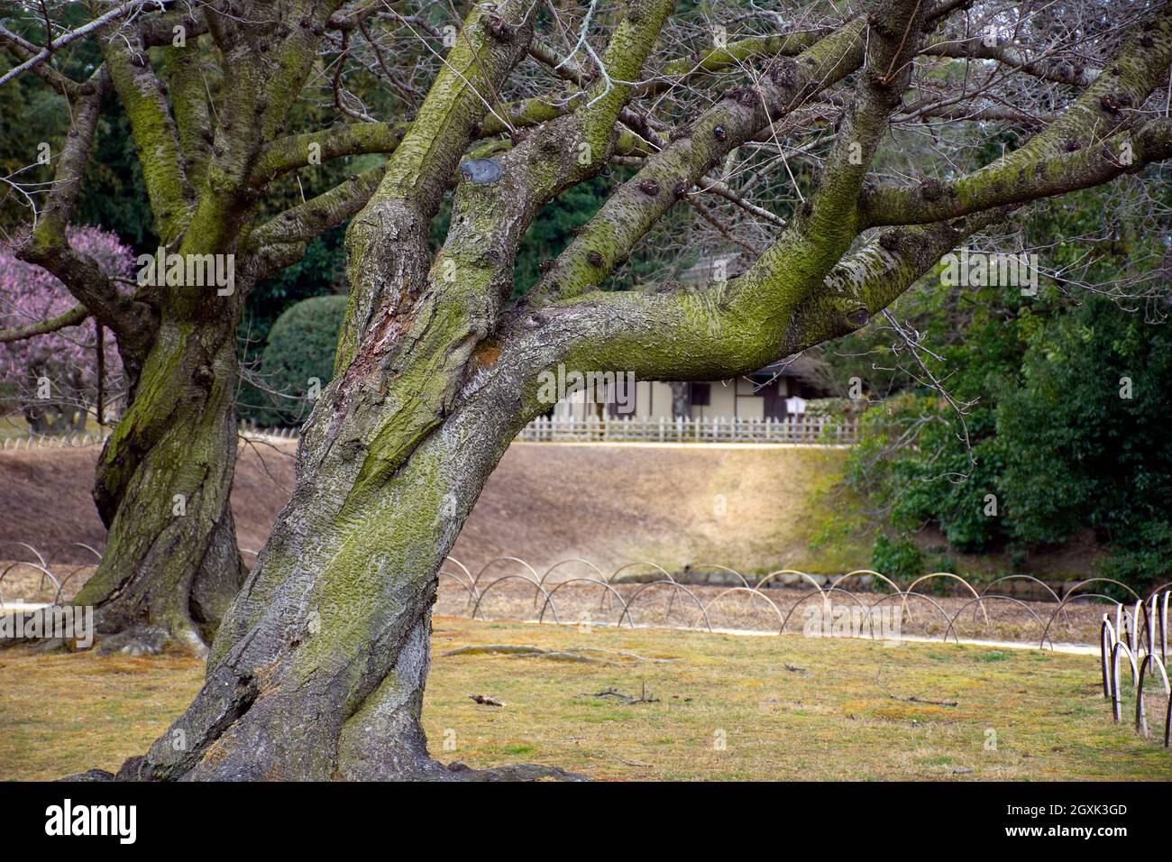 Twisted trunk of trees in the Ujo Park, Okayama, Japan Stock Photo - Alamy
