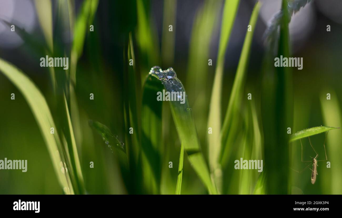 Humid grass hi-res stock photography and images - Alamy