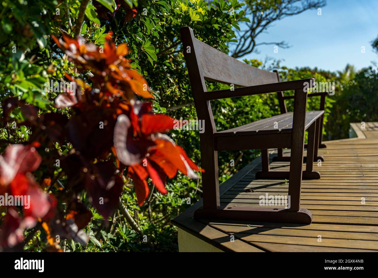 Wooden bench with a nature background Stock Photo - Alamy
