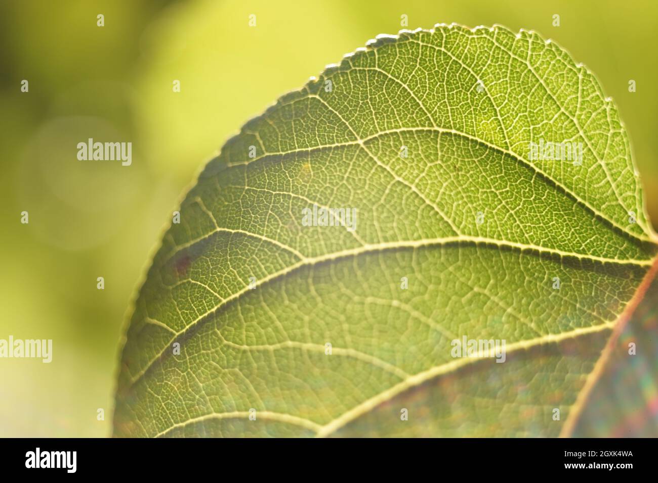 Green apricot tree leaf on the branch in the sunny garden. Macro view ...