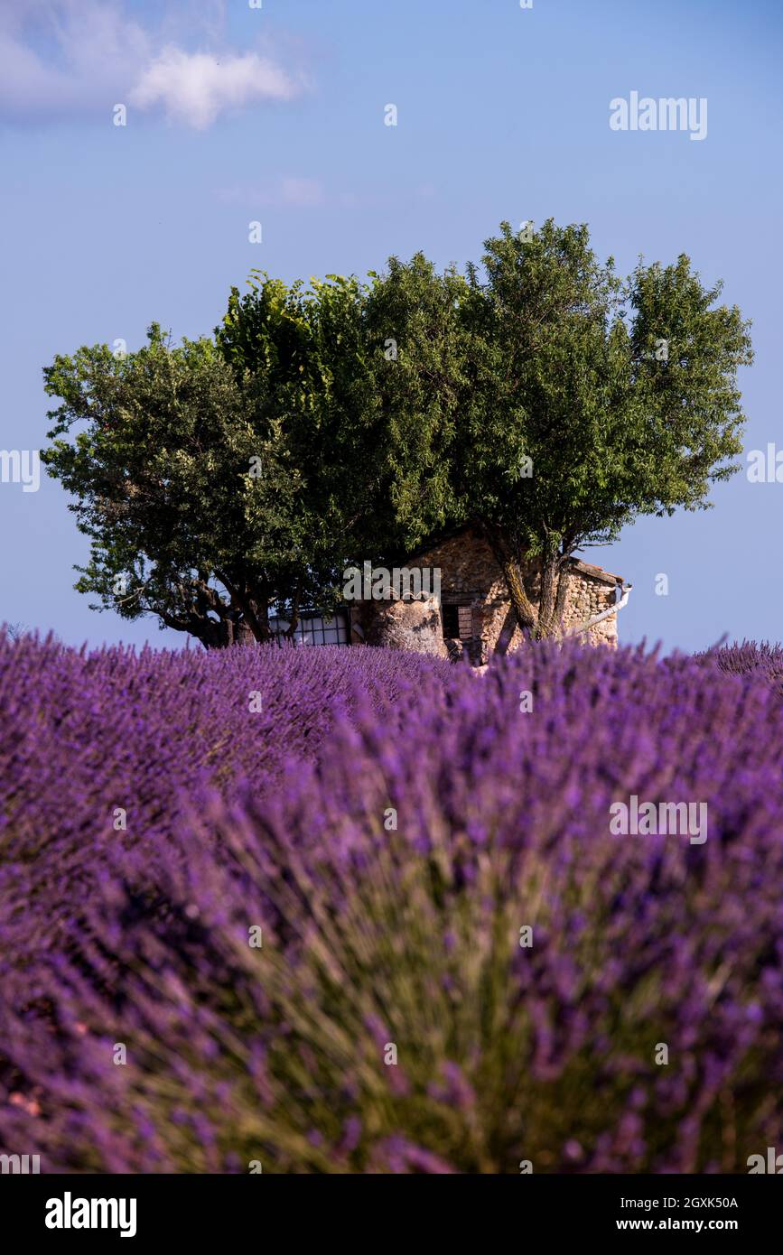 old brick house and lonely tree at lavender field in summer purple aromatic flowers near ...