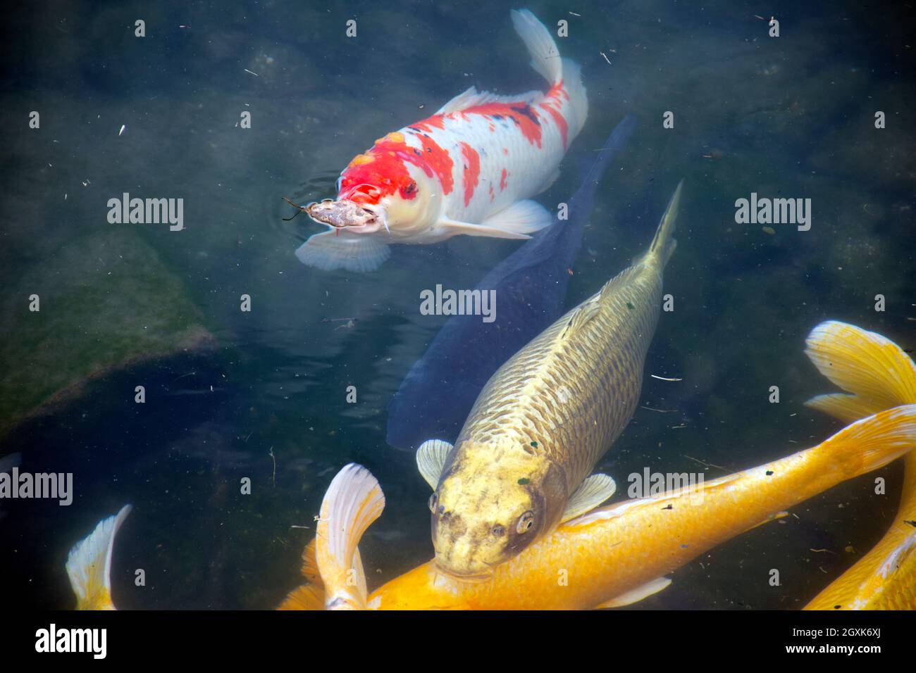 Ornamental carp, Cyprinus carpio, Japan Stock Photo - Alamy