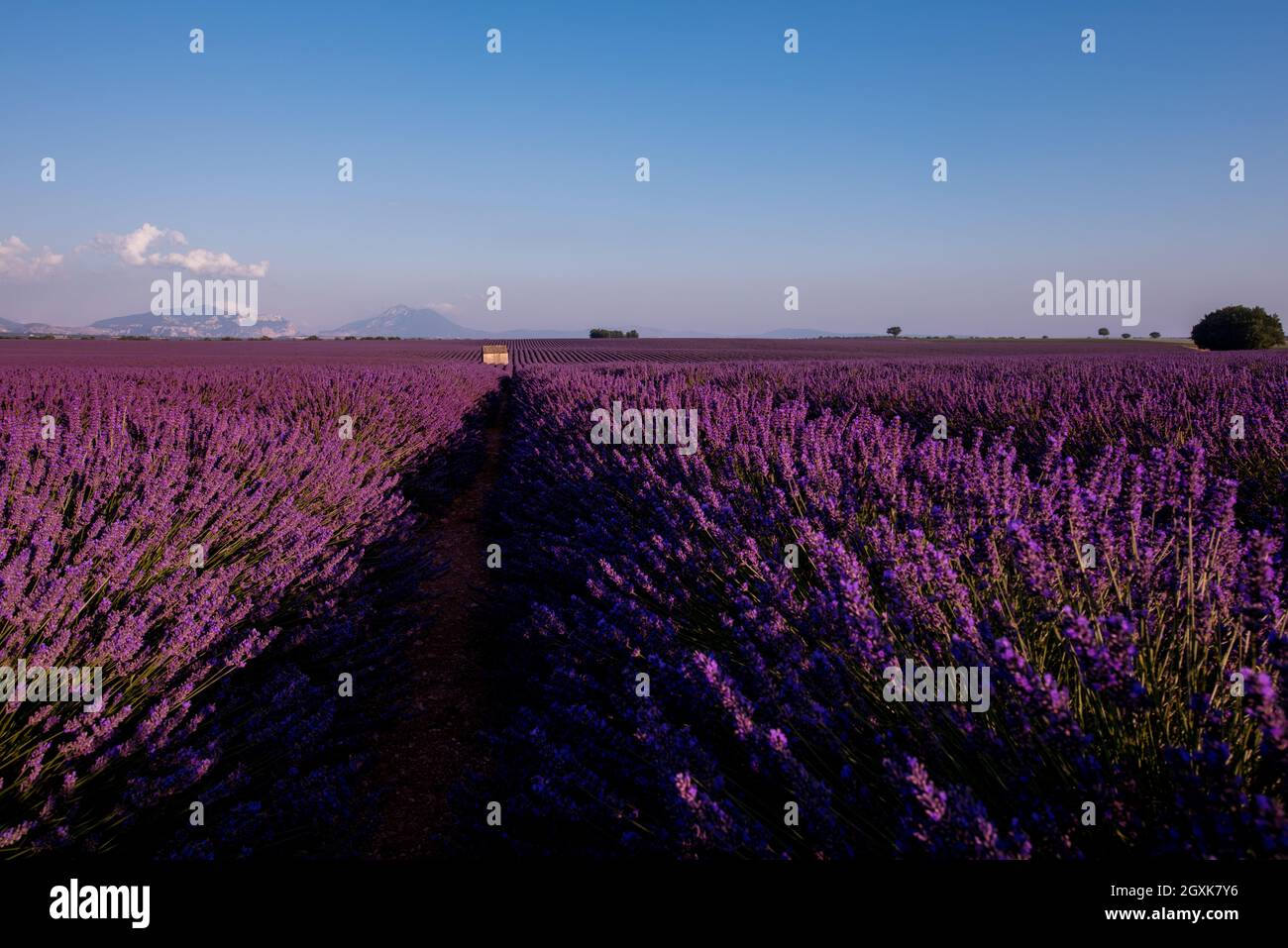 lonely old abandoned stone house at lavender field in summer purple aromatic flowers near ...