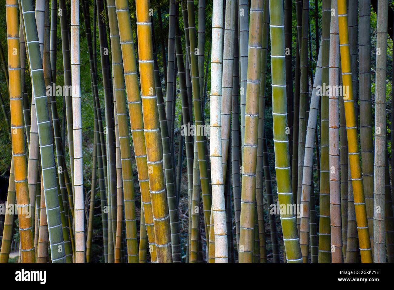 Bamboo phyllostachys sp hi-res stock photography and images - Alamy