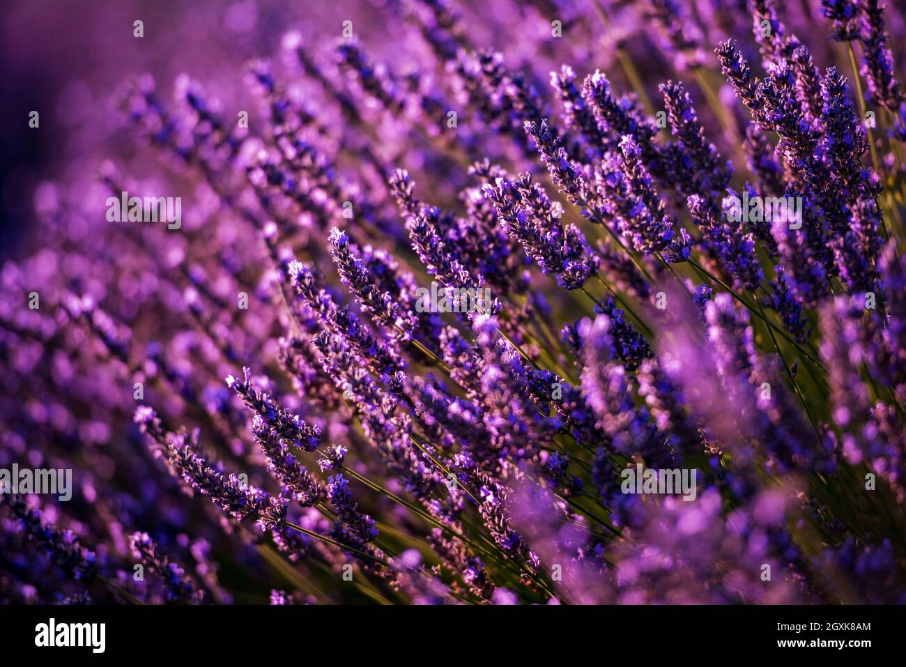 Close up Bushes of lavender purple aromatic flowers at lavender field in summer near valensole ...