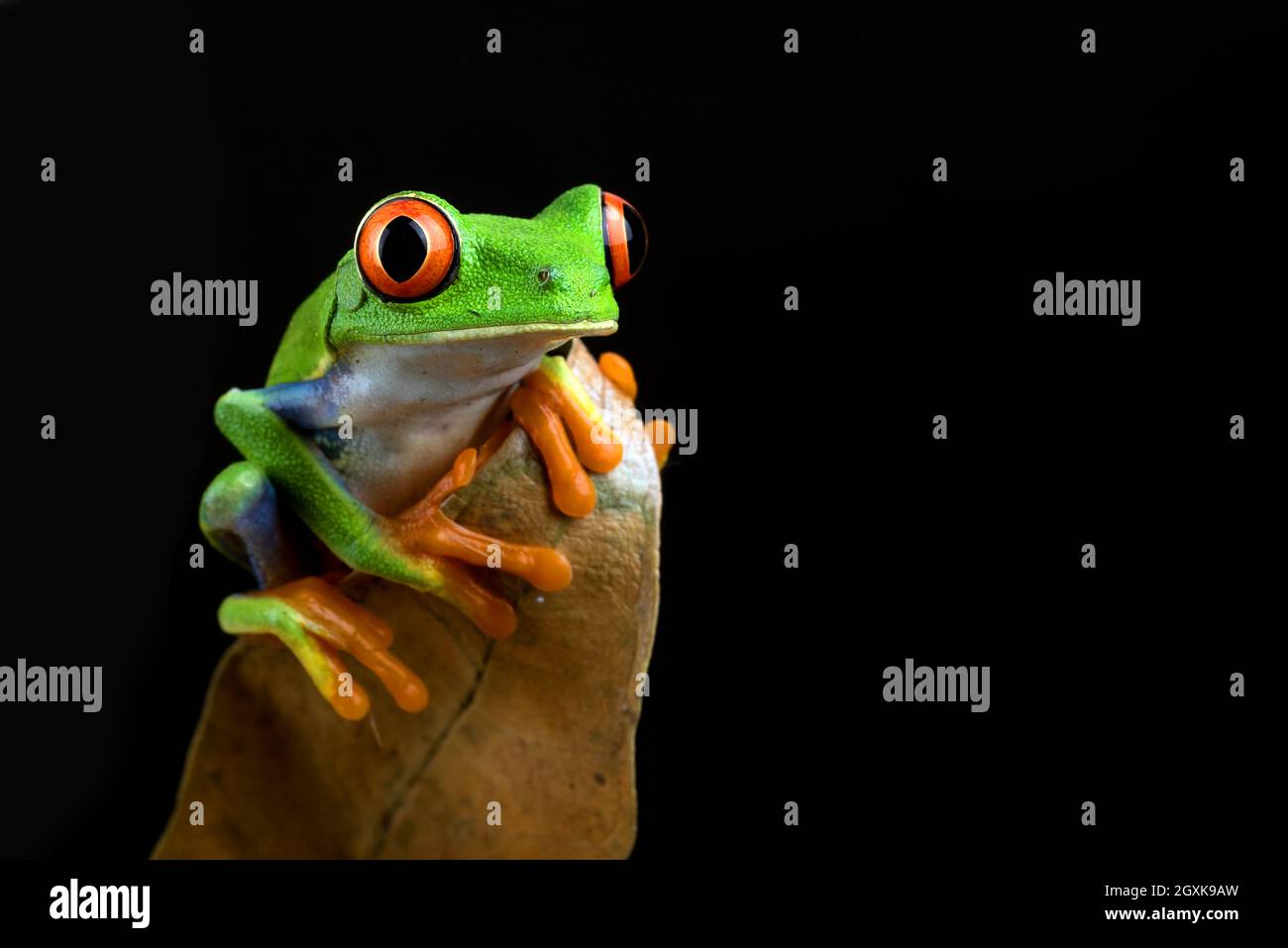 Red-eyed tree frog sitting on a leaf, Indonesia Stock Photo - Alamy