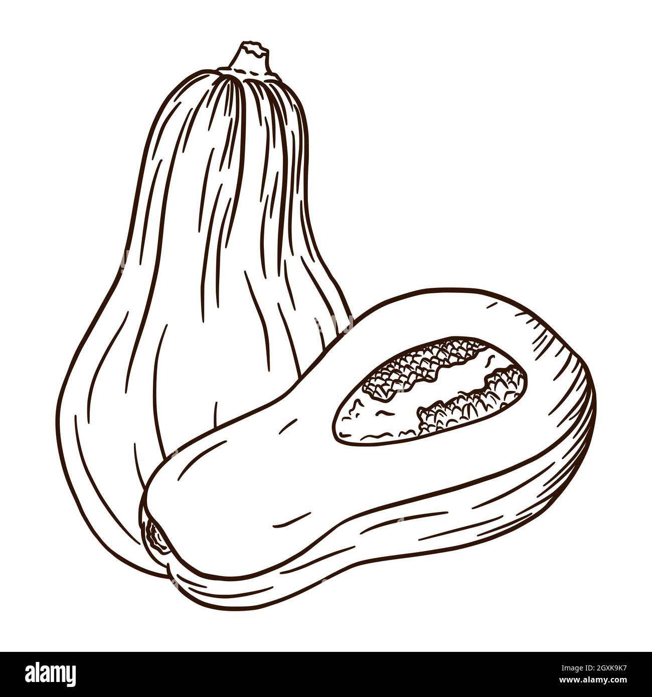 Line Art Ripe Butternut Squash Illustration. Autumn pumpkin Icon. Fresh ...