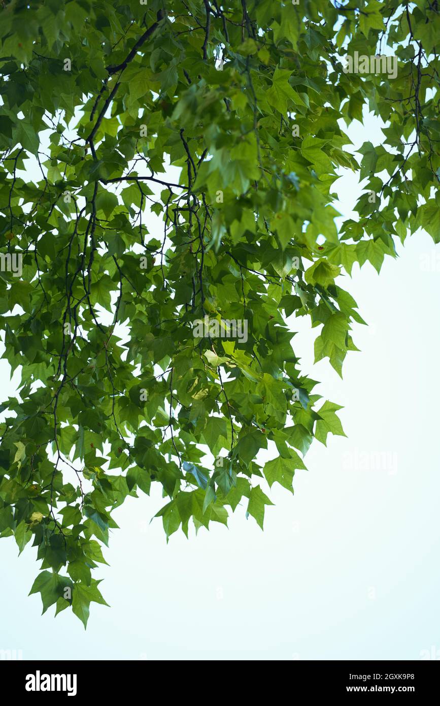 tree branches with blue sky in background and fresh spring leafs close ...