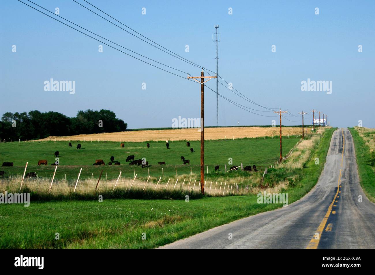 Cows grazing in a meadow by a roadside. State of Missouri, United ...