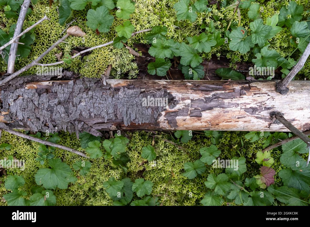 Old rotten trunk of a pine tree with peeling bark lies on the green ...
