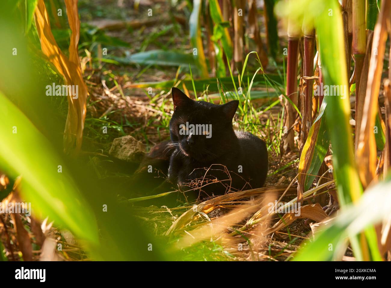 Black cat lying in grass hi-res stock photography and images - Alamy
