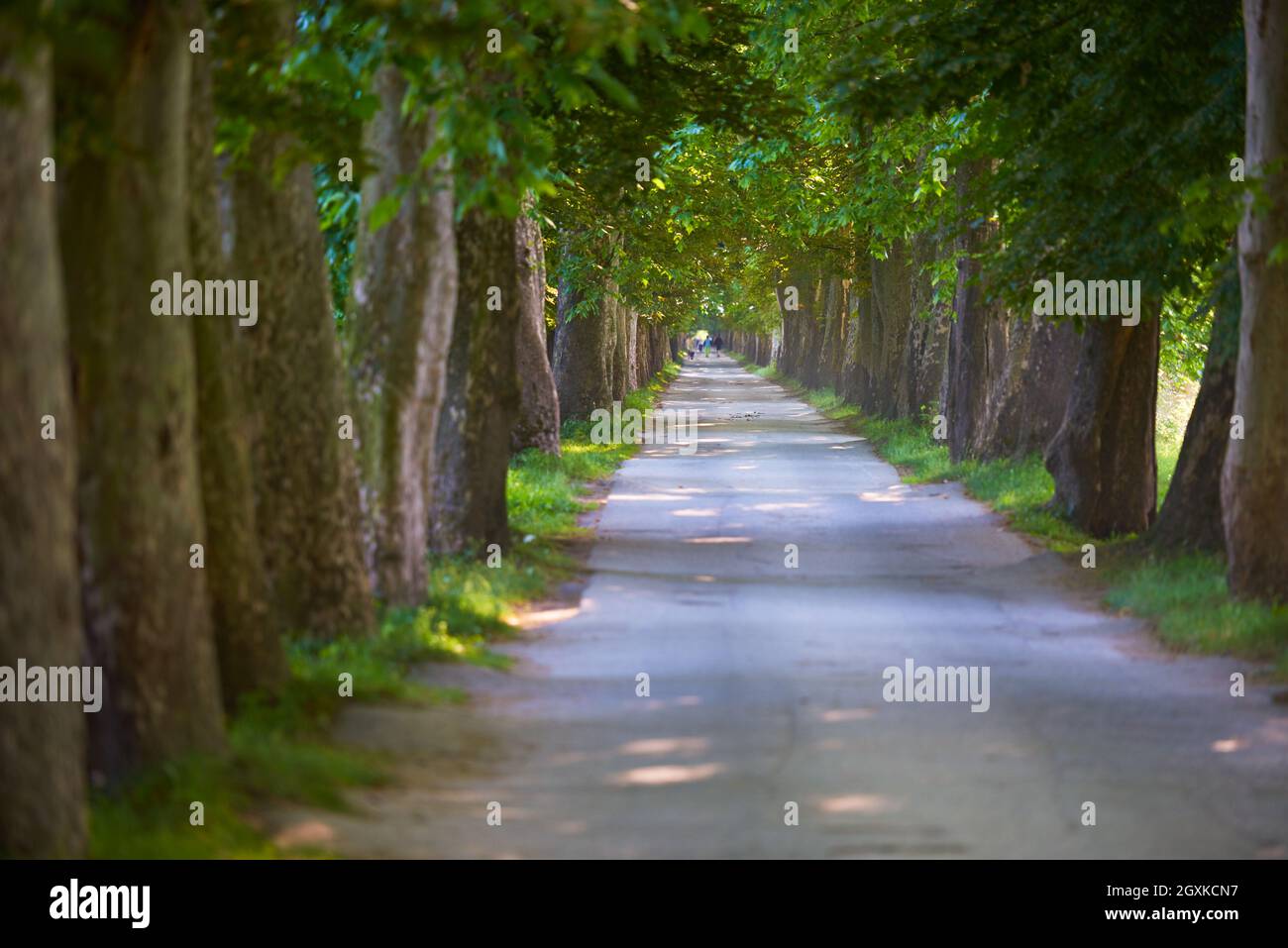 country road trought tree alley in the park fresh morning at spring ...