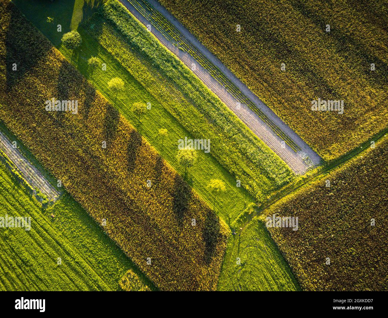 Aerial top view of green field with white trees Stock Photo - Alamy