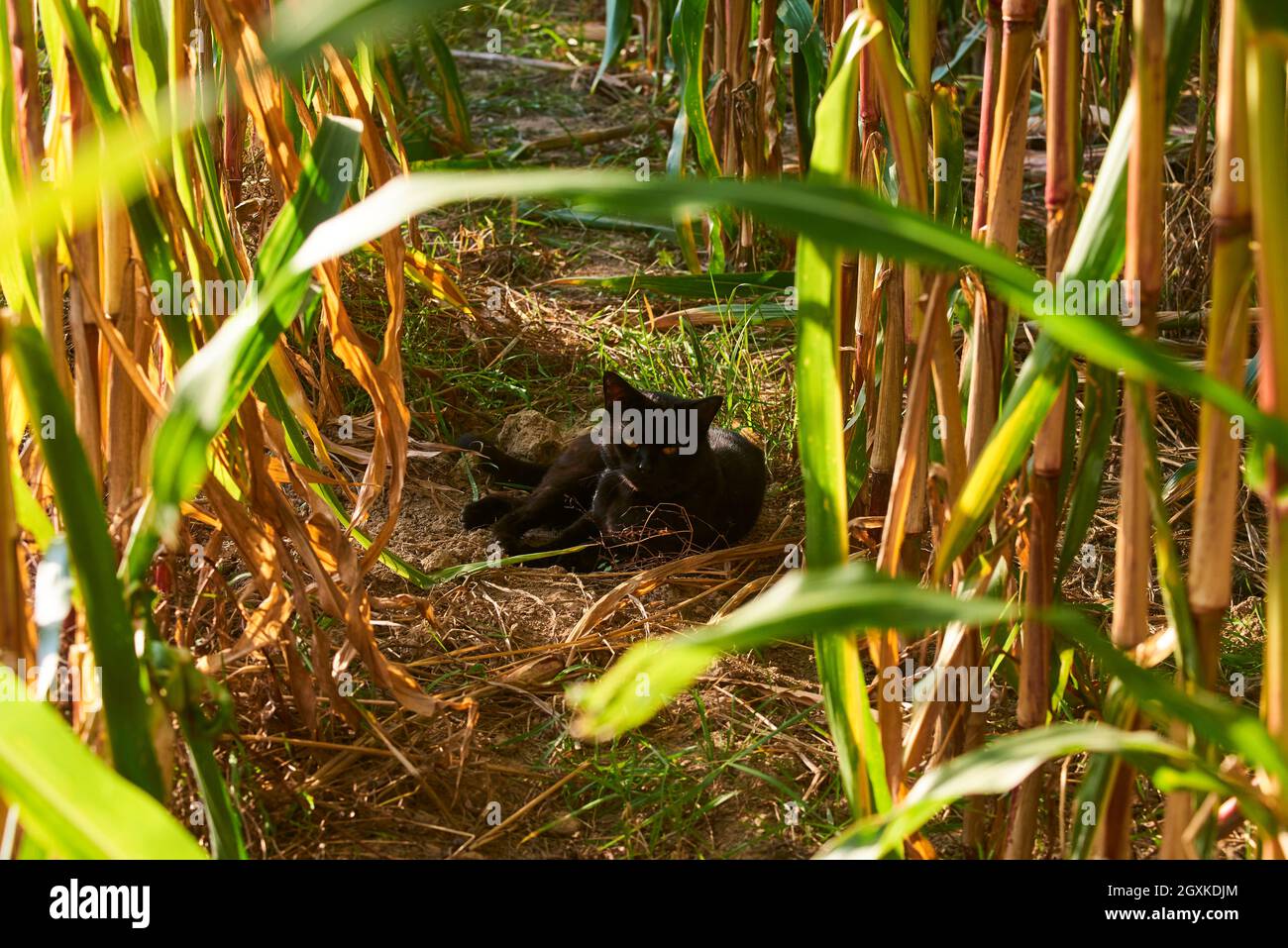 Resting black cat in a corn field Stock Photo - Alamy