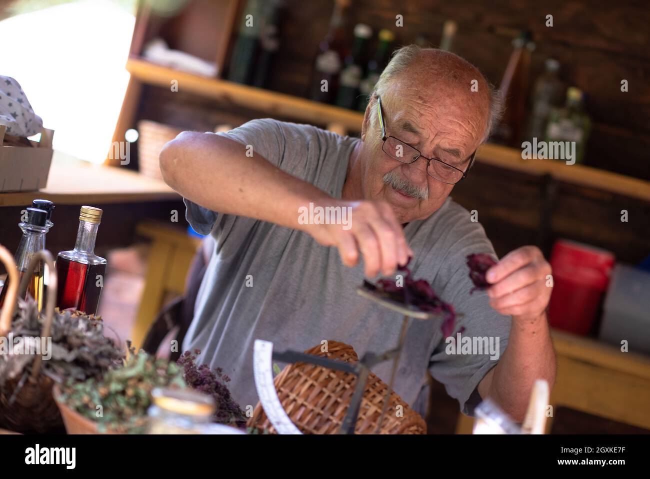 senior man gardener herbalist picking gathering fresh herbs for ...