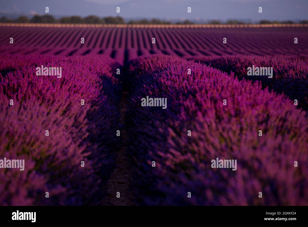 lavender field in summer purple aromatic flowers near valensole in ...