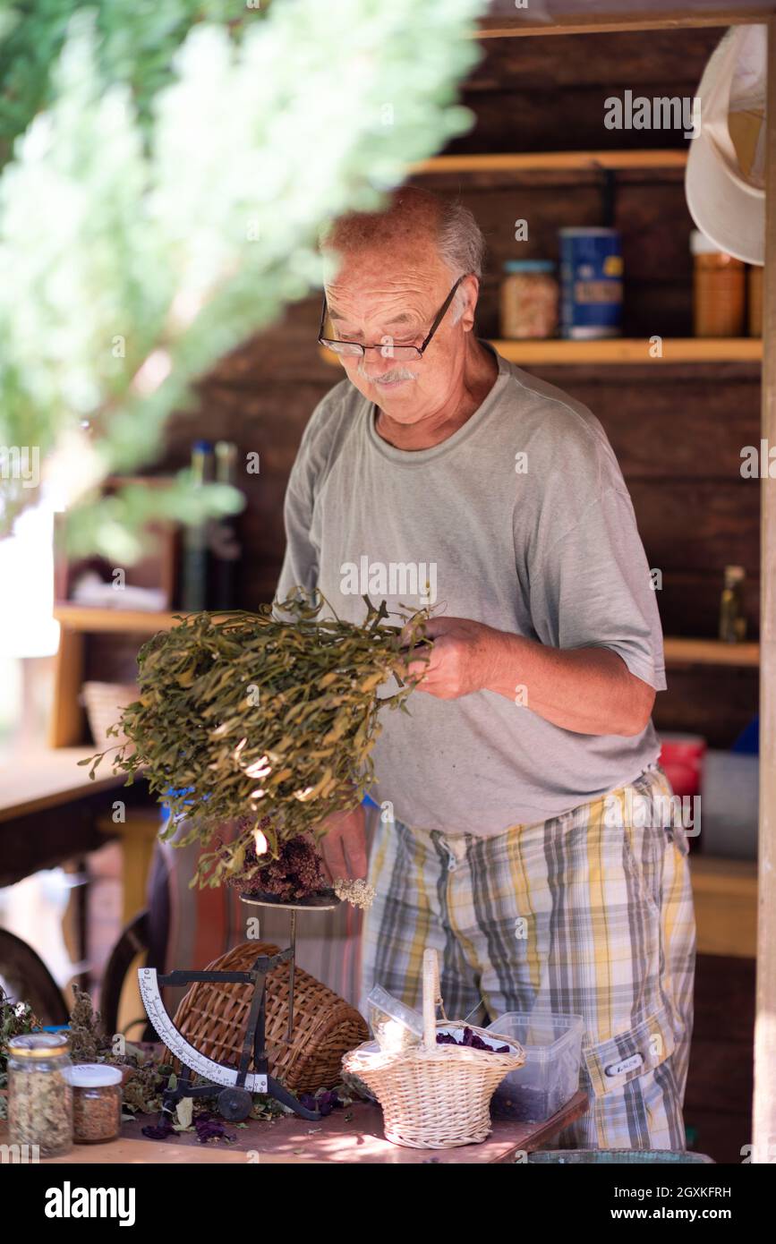 senior man gardener herbalist picking gathering fresh herbs for ...