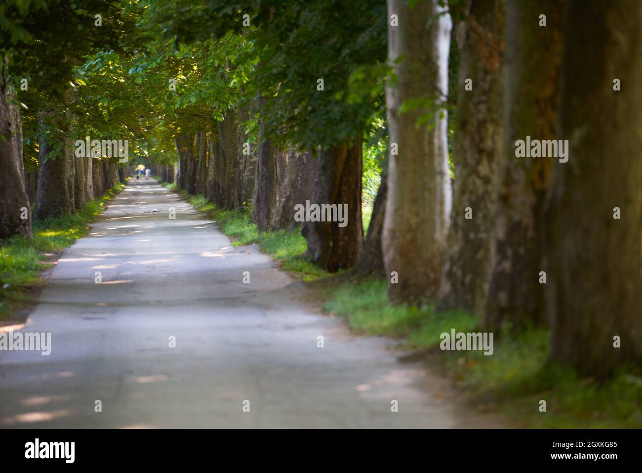 country road trought tree alley in the park fresh morning at spring ...