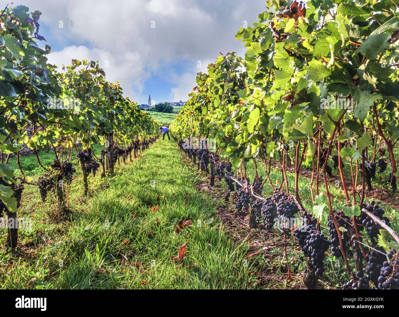 St Emilion ripe merlot grapes in the vineyard of Chateau Troplong ...