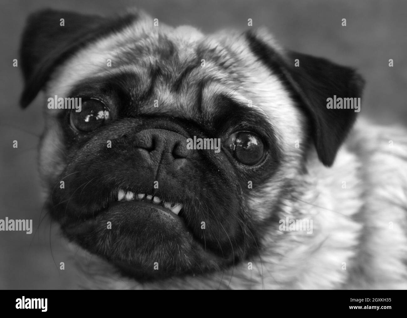 A black and white image of a smiling pug dog looking at the viewer ...