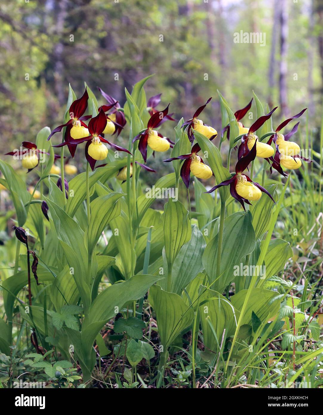 Large yellow lady's slipper hi-res stock photography and images - Alamy