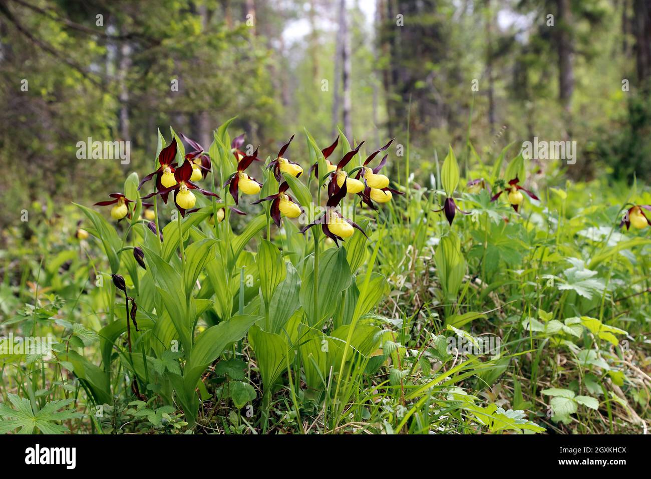 Large yellow lady's slipper hi-res stock photography and images - Alamy