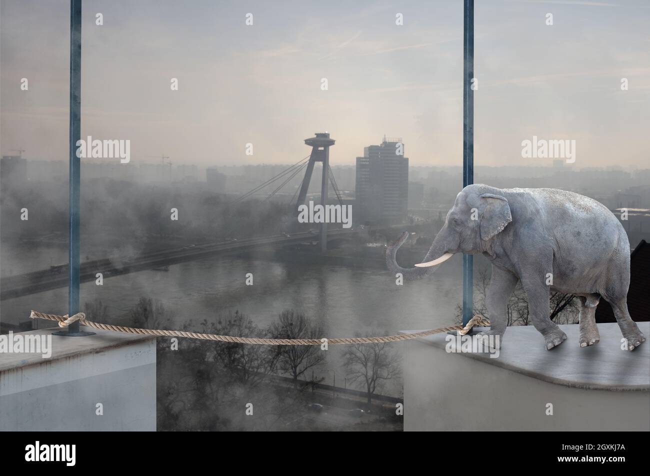 An elephant would walk safely on a hanging rope. The city on background ...