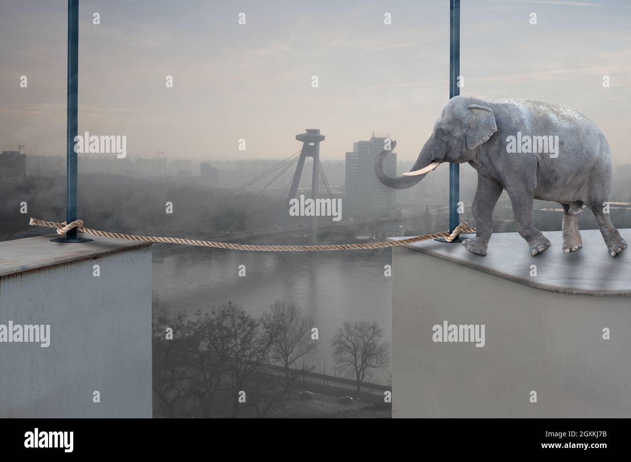 An elephant would walk safely on a hanging rope. The city on background ...