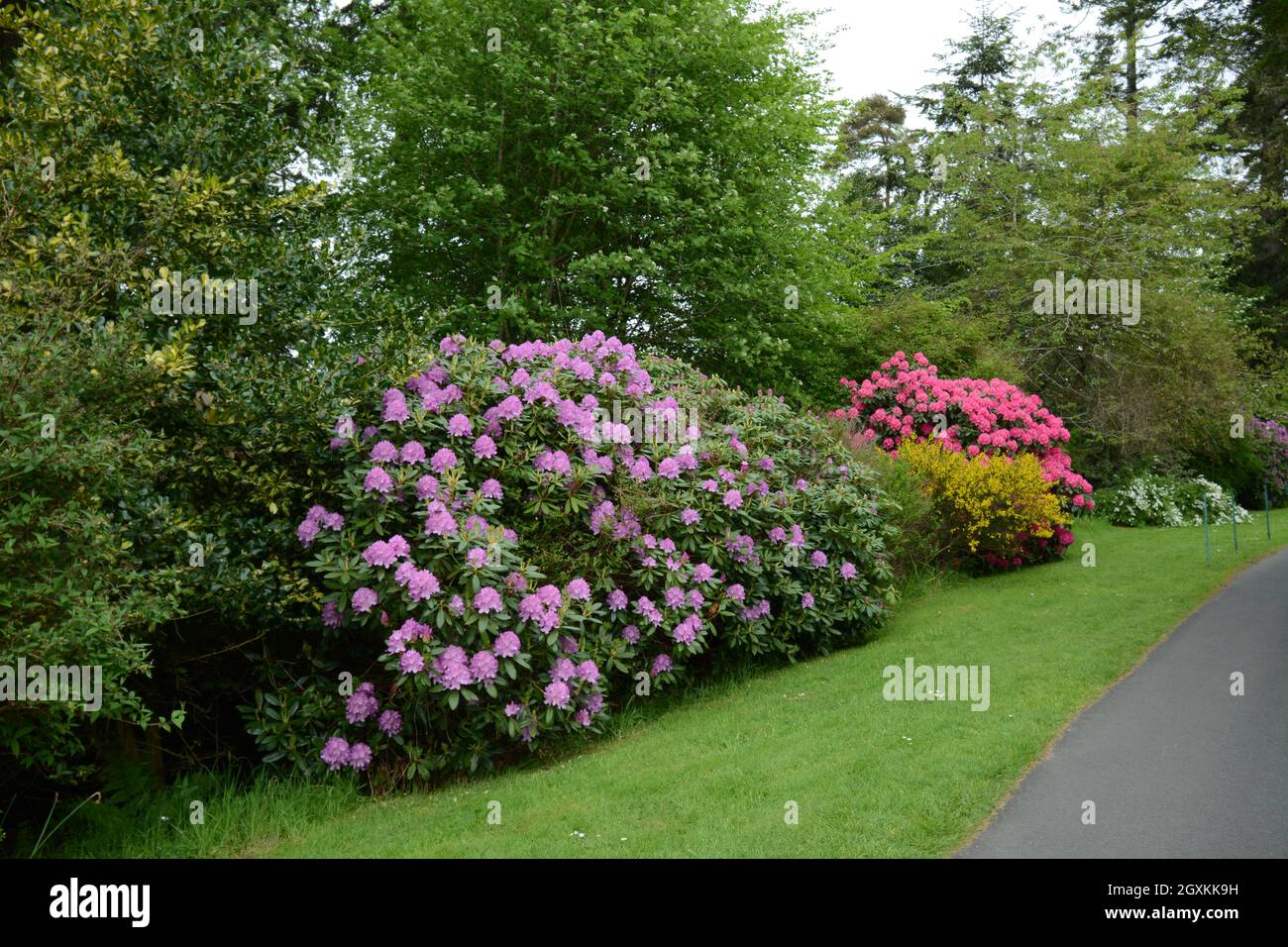 Rhododendrons at Cragside Northumberland National Trust flowers flower ...