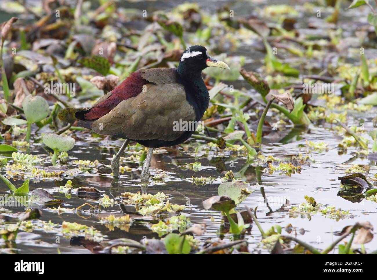 Bronze-winged Jacana (Metopidius indicus) adult standing on floating ...