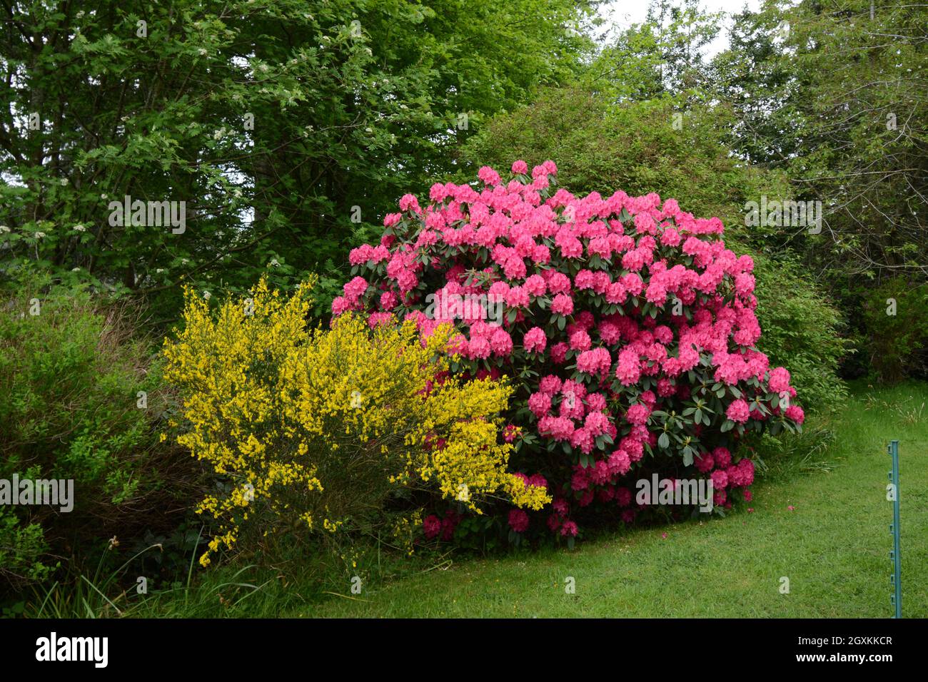 Rhododendrons at Cragside Northumberland National Trust flowers plants ...