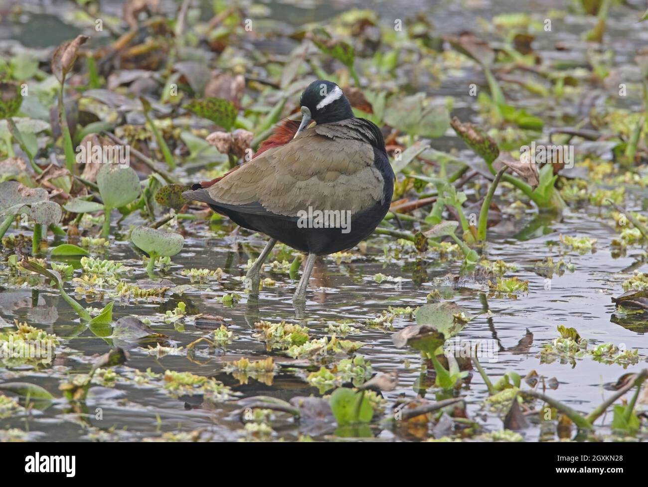 Bronze-winged Jacana (Metopidius indicus) adult standing on floating ...