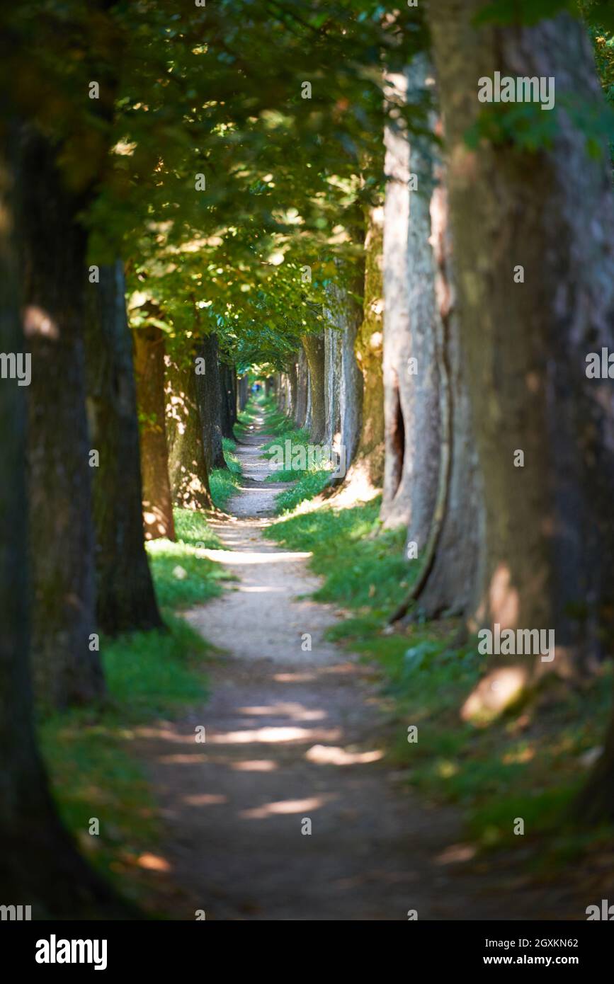 country road trought tree alley in the park fresh morning at spring ...