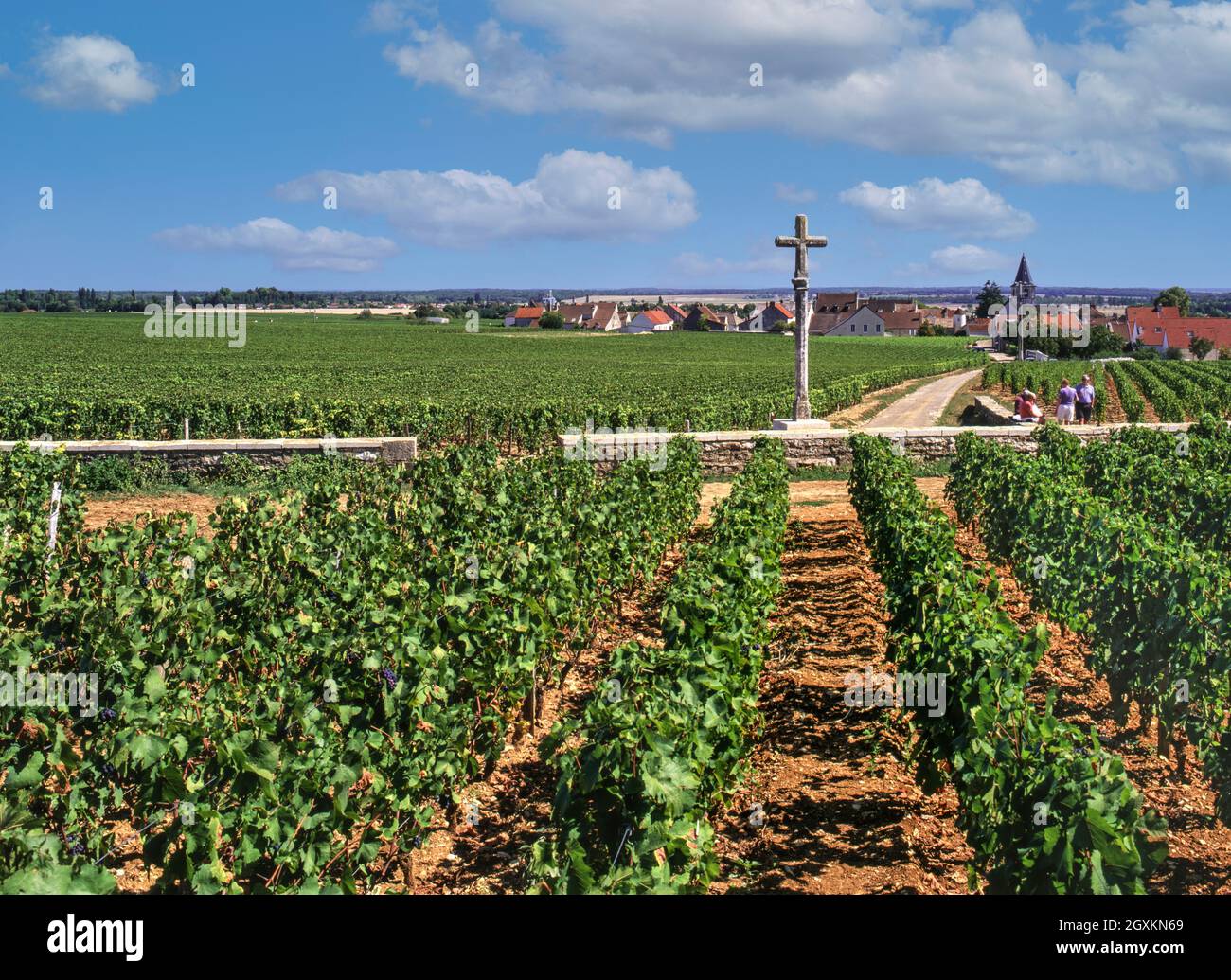 Stone cross romanee conti vineyard romanee st vivant wine village hi ...